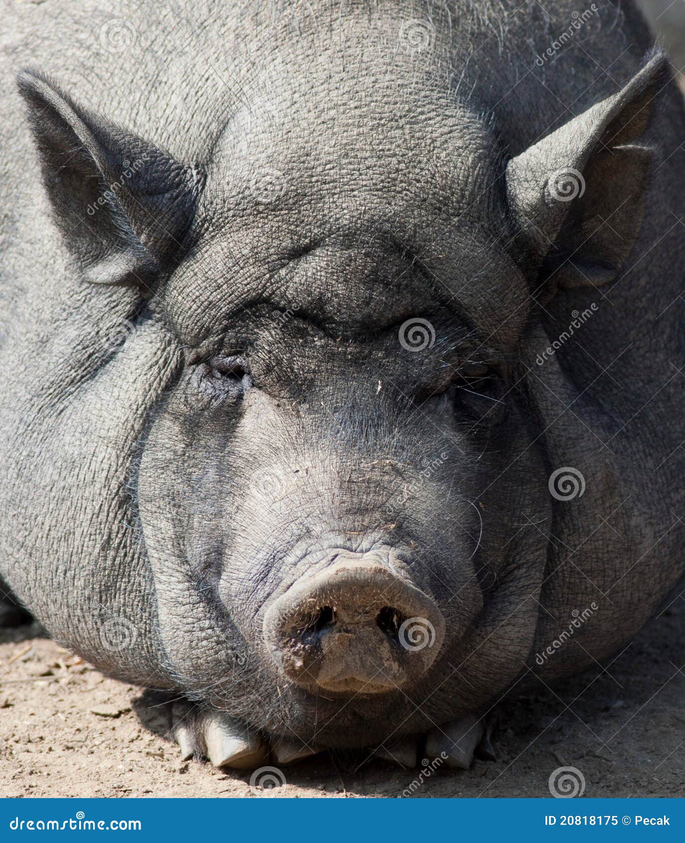 Black pig portrait stock image. Image of detail, animal - 20818175