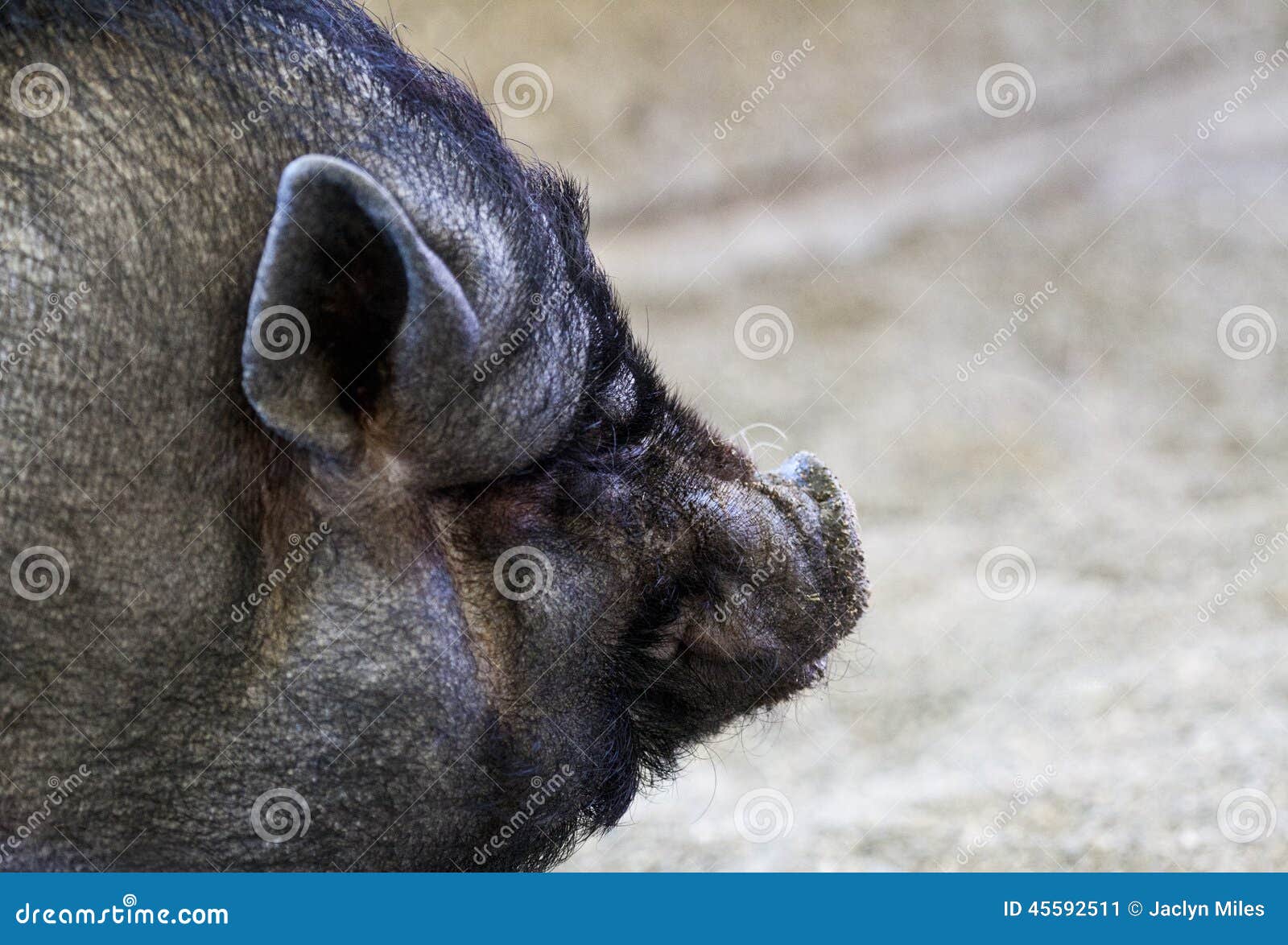 Black Pig stock image. Image of snout, profile, portrait - 45592511