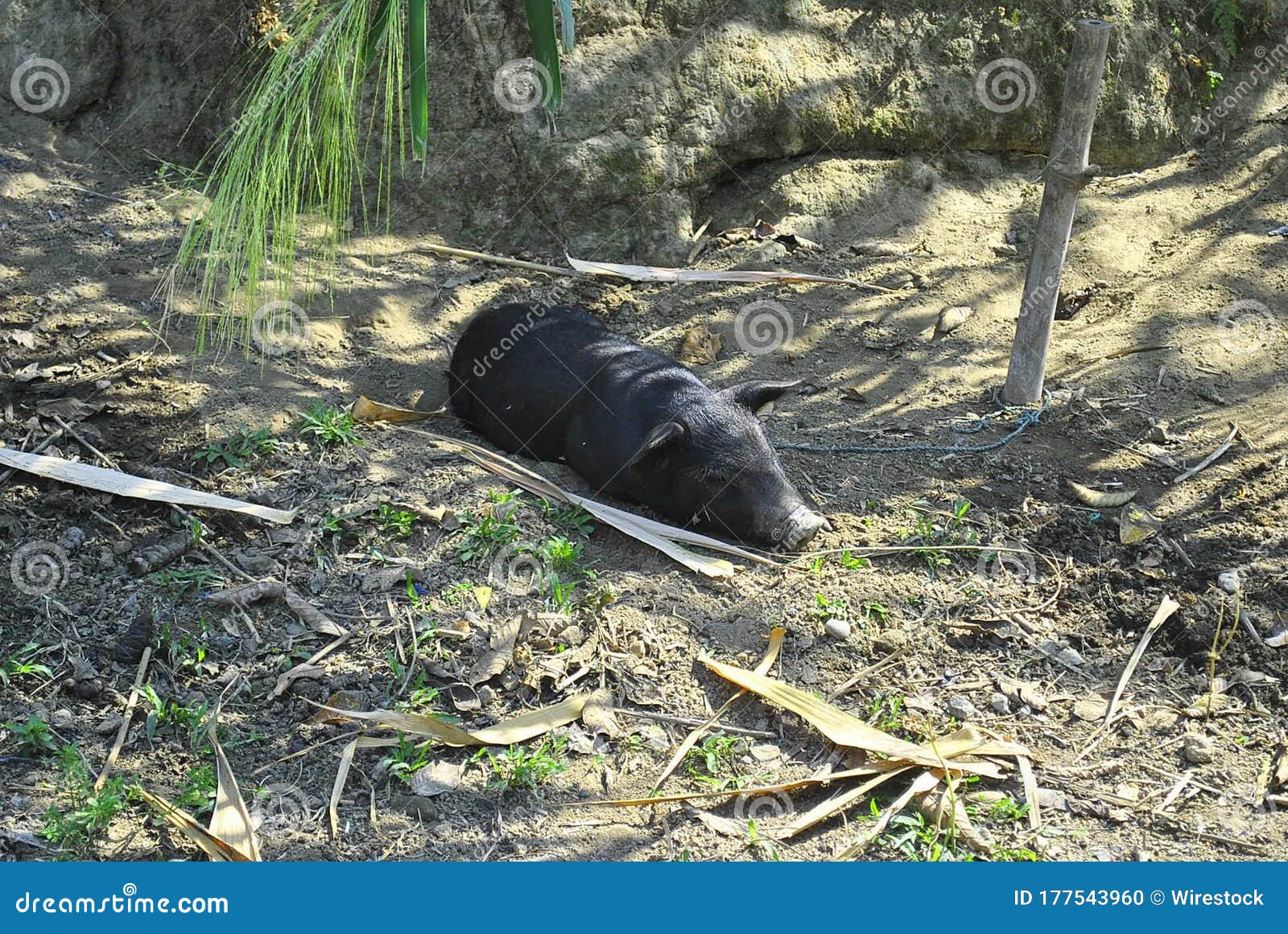 Black Pig Resting Under the Shade of a Tree Stock Photo - Image of ...