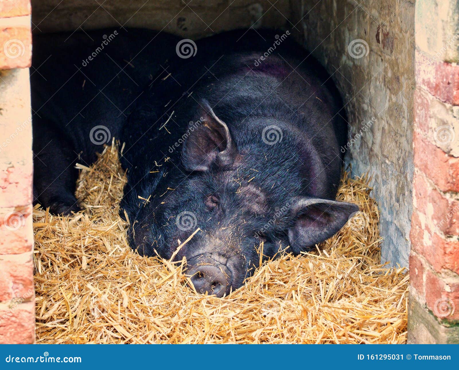 Black Pig in a Stye stock image. Image of black, mammal - 161295031