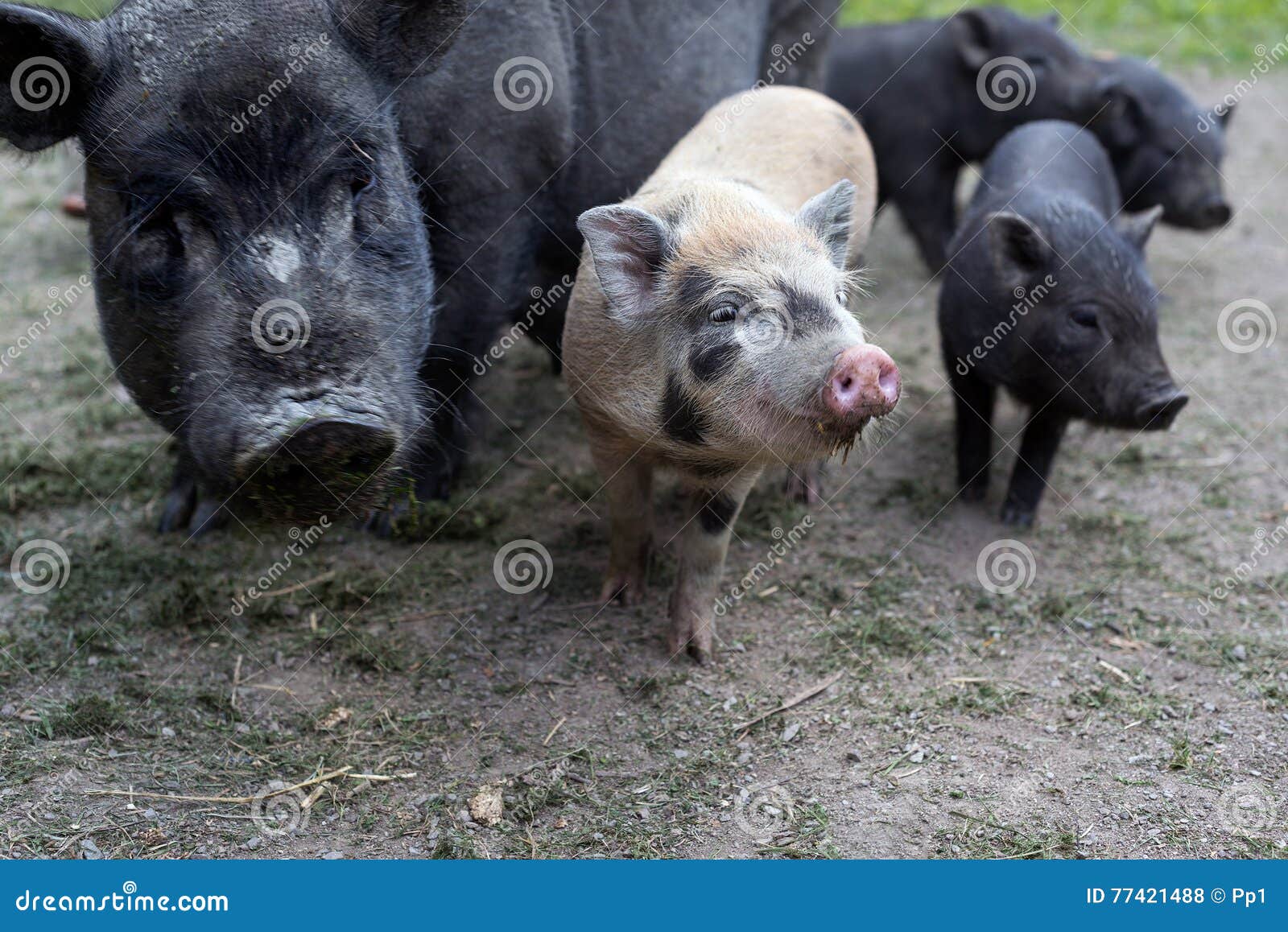 Black Pig Swine and Two Piglets Front Looking Stock Photo - Image of ...