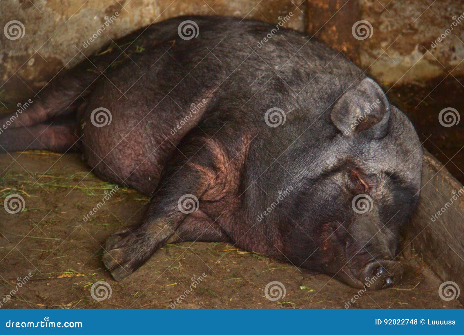 Dwarf Vietnamese Pot-bellied Black-and-white Mini Pig Stands On A ...