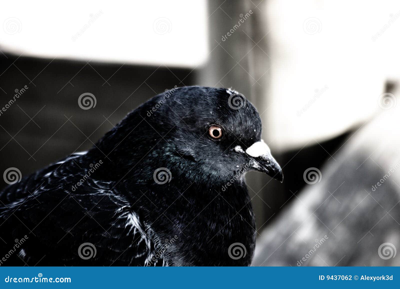 Black Pigeon stock photo. Image of bird, feathers, animal - 9437062
