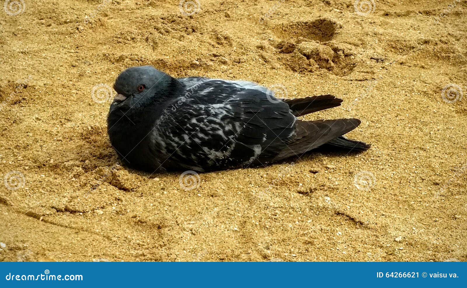 Black pigeon bird stock image. Image of pigeon, beach - 64266621