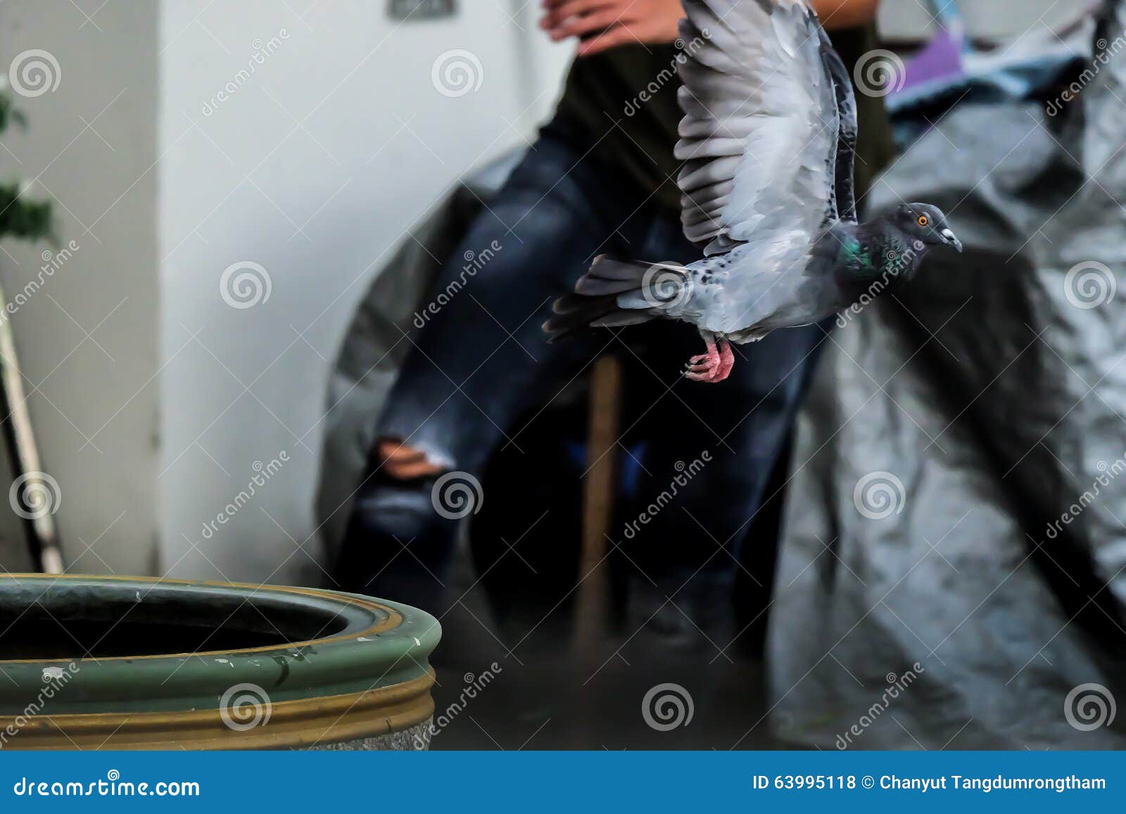 Black Pigeon Flying Cause Scared on Man Running Stock Photo - Image of ...