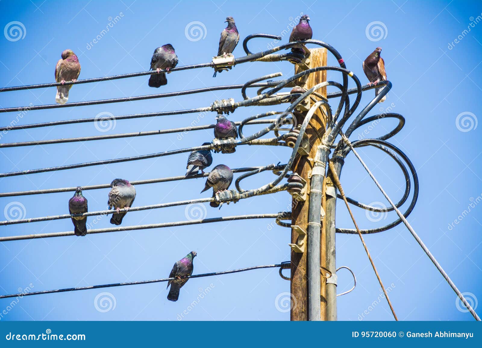 Black Pigeons on Electricity Stock Photo - Image of electricity ...