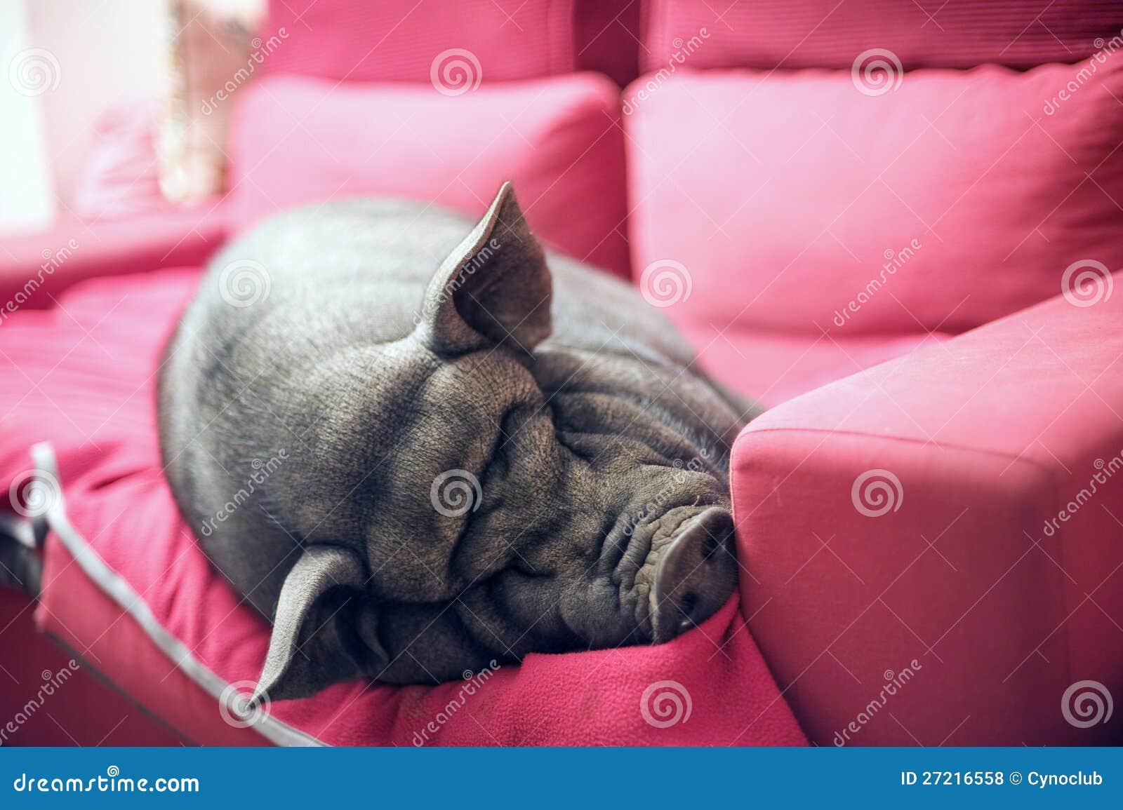 Black piggy on sofa stock photo. Image of piglet, animals - 27216558