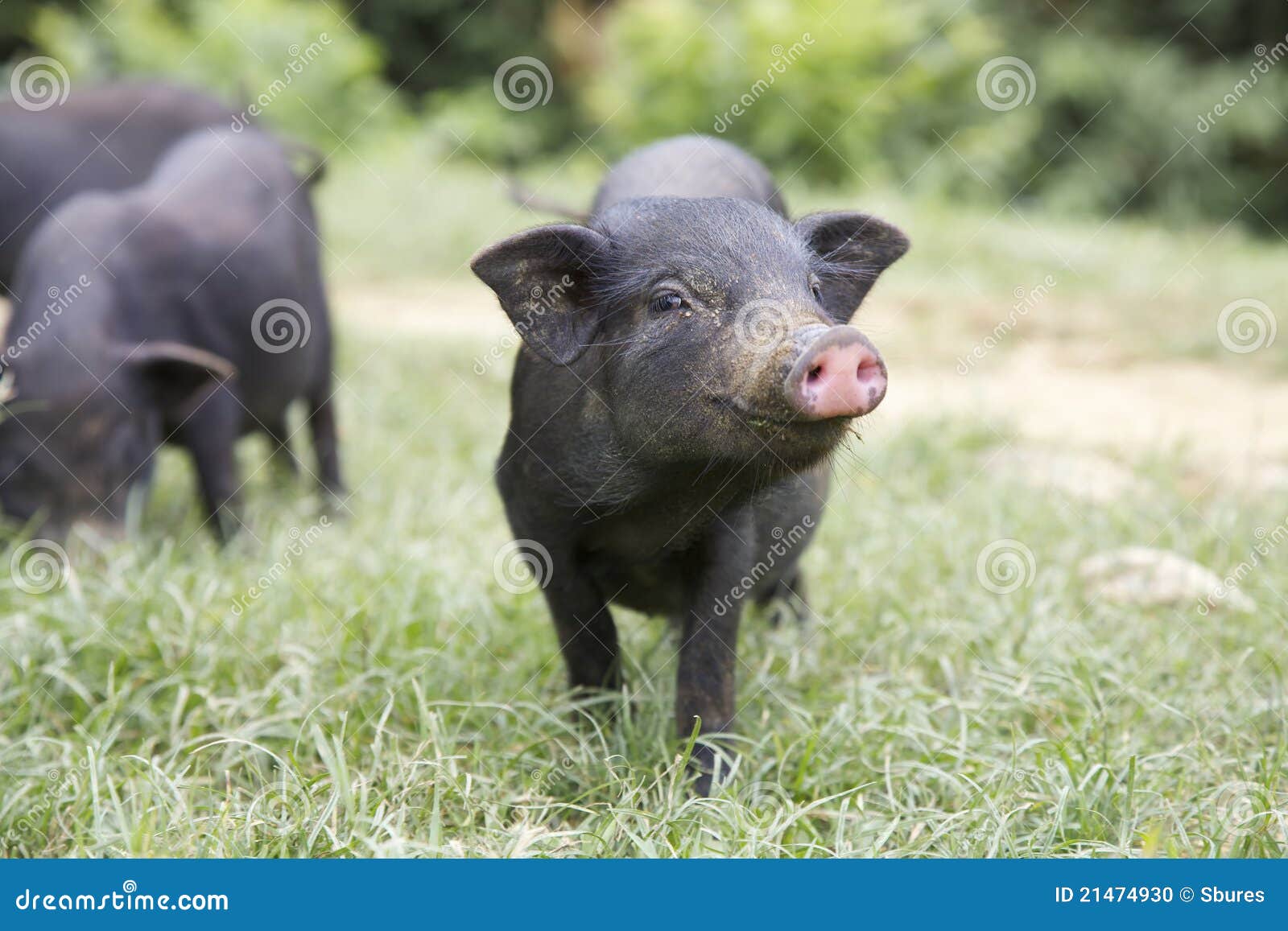 200 Pig Front View Face Stock Photos - Free & Royalty-Free Stock Photos ...