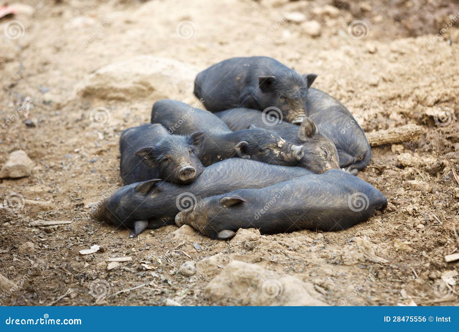 Black piglets in heap stock photo. Image of dirty, piggy - 28475556