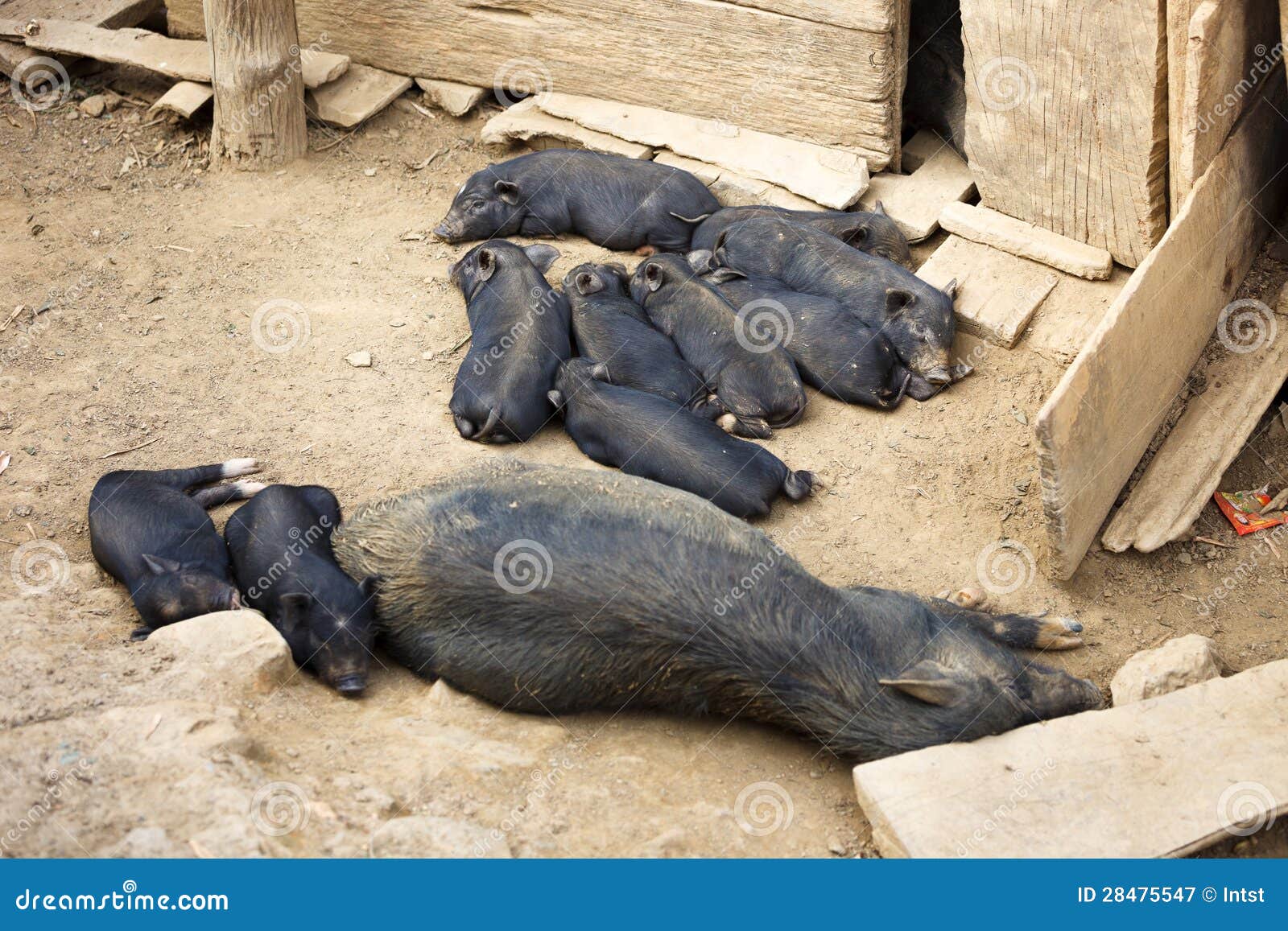 Black piglets sleeping stock image. Image of baby, pigs - 28475547