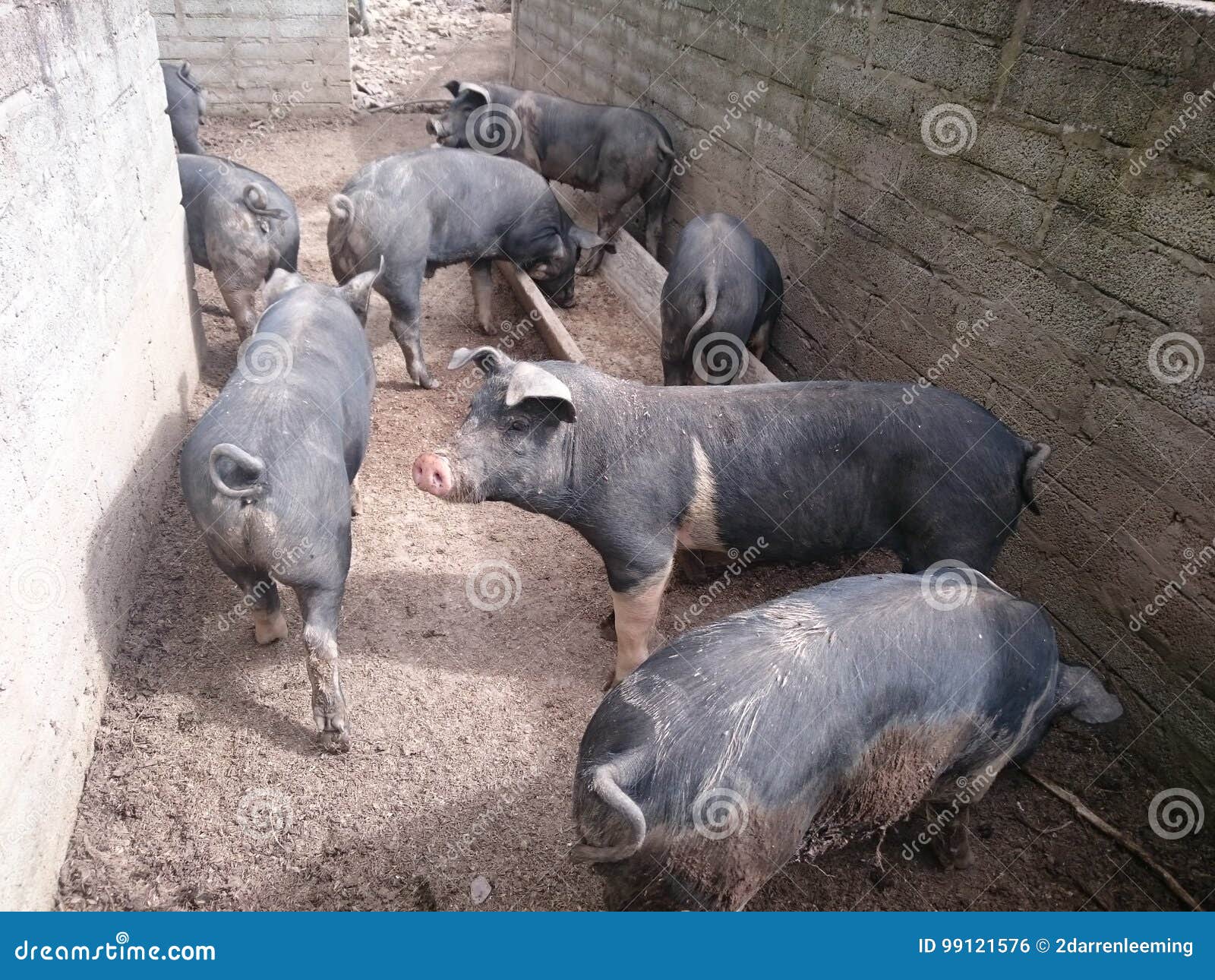 Pigsty stock photo. Image of black, boar, animals, pigs - 99121576