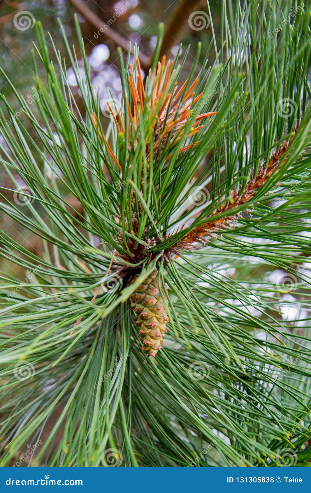 The black pine tree stock photo. Image of needle, black - 131305838