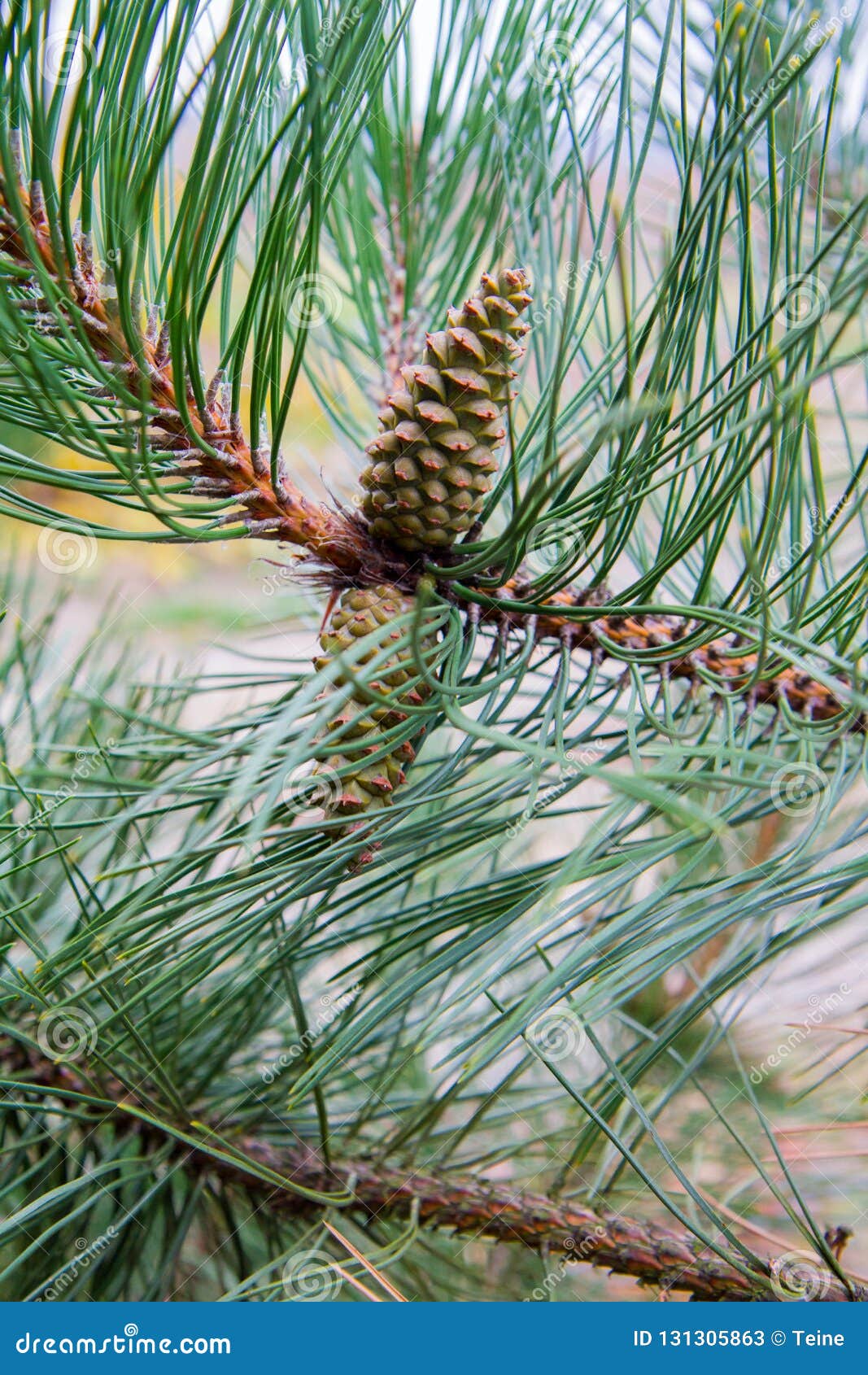 The black pine tree stock image. Image of seed, spring - 131305863