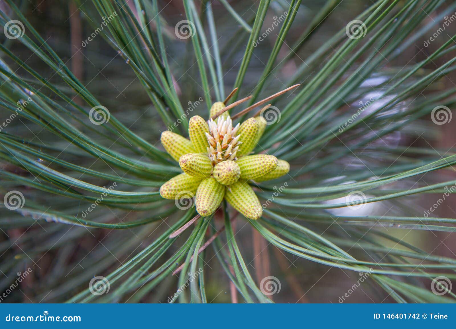 Black pine tree stock photo. Image of festivities, black - 146401742