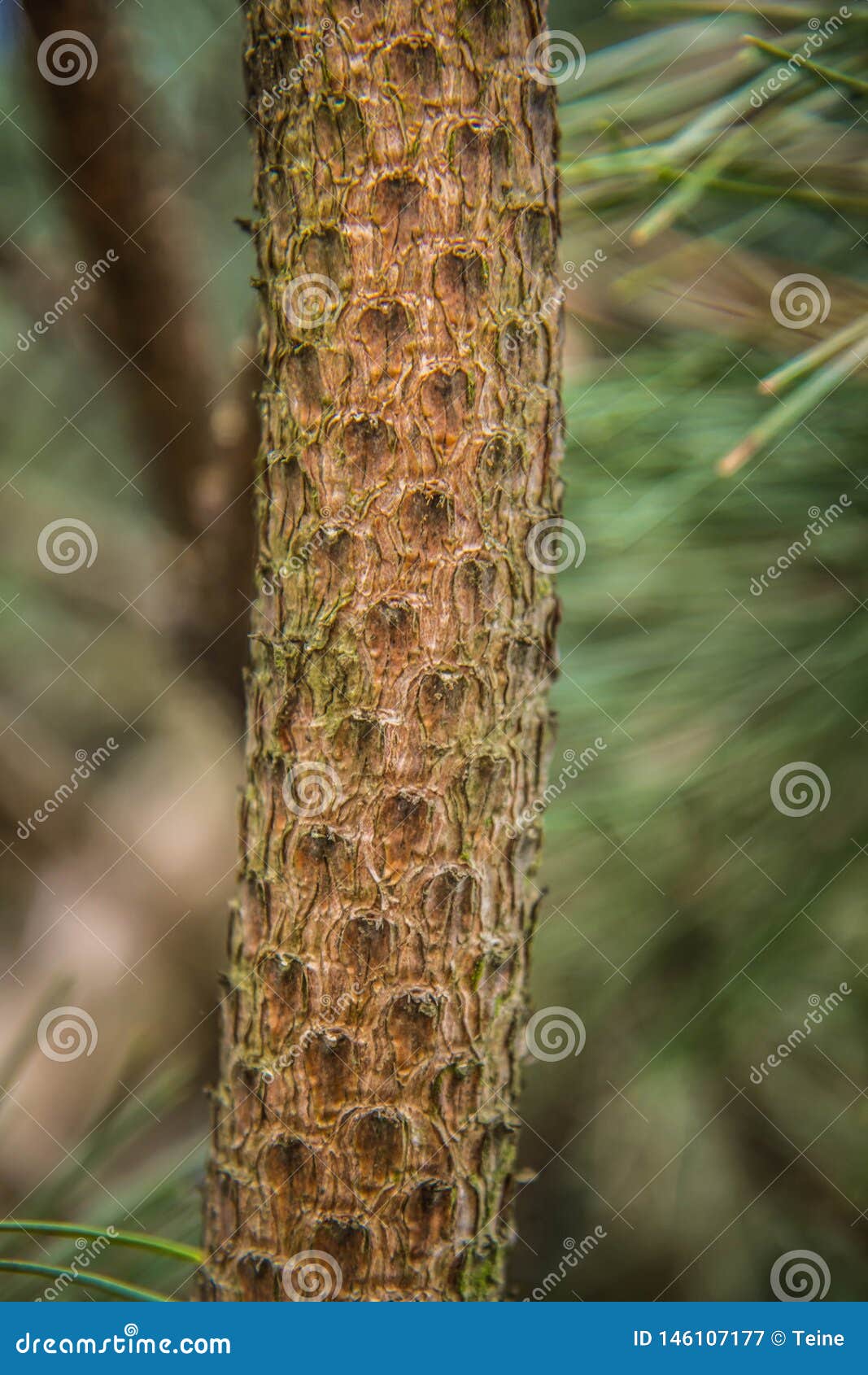 Pine tree bark stock image. Image of coniferous, bark - 146107177