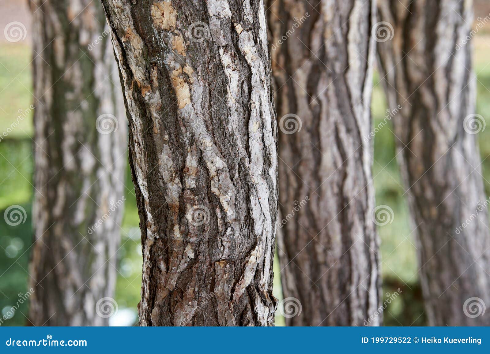 Black Pine Tree Trunks in a Park Stock Photo - Image of lumber ...