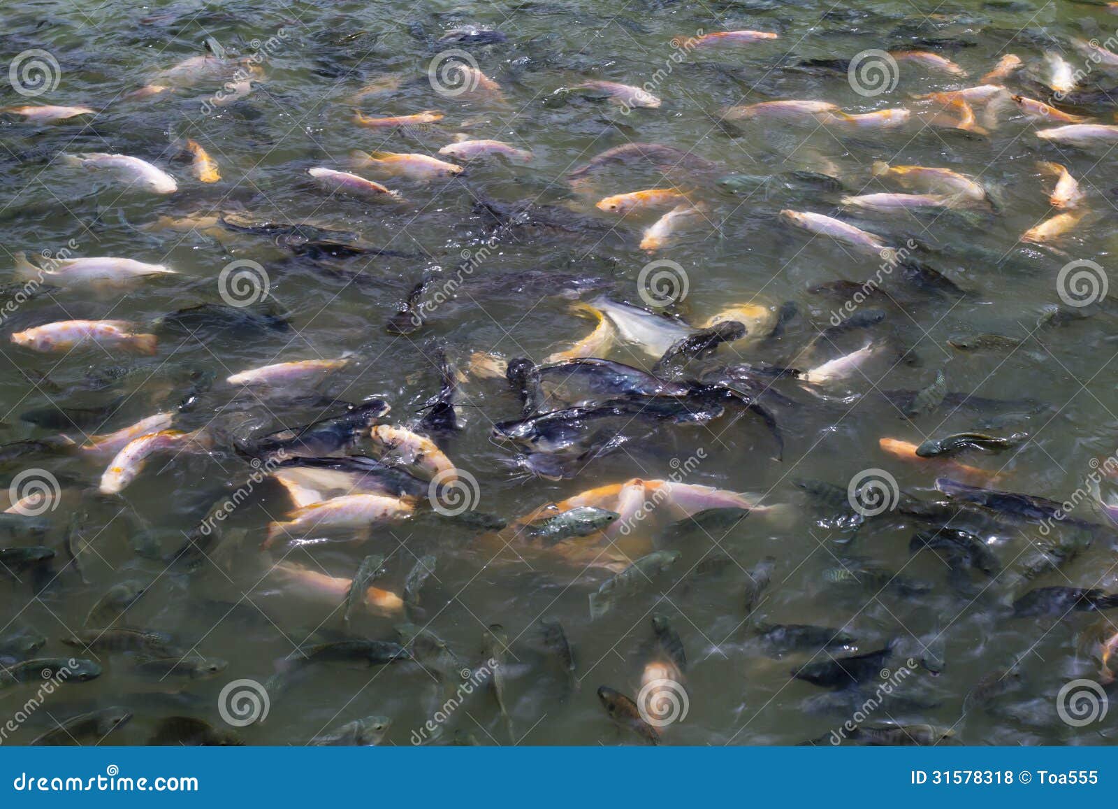 Black and Pink Tilapia Fish in Farm Stock Photo - Image of heap ...