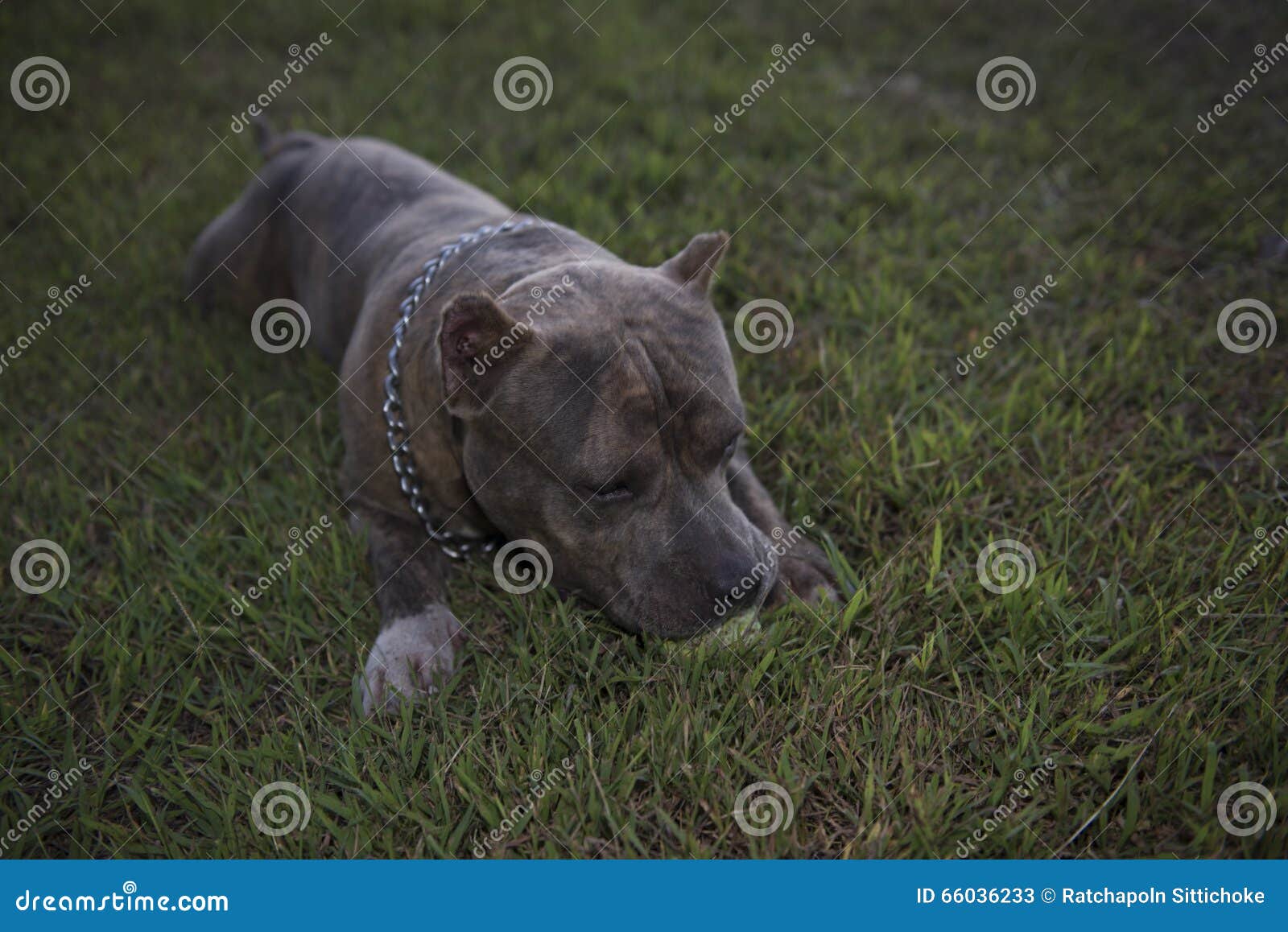 African Pitbull