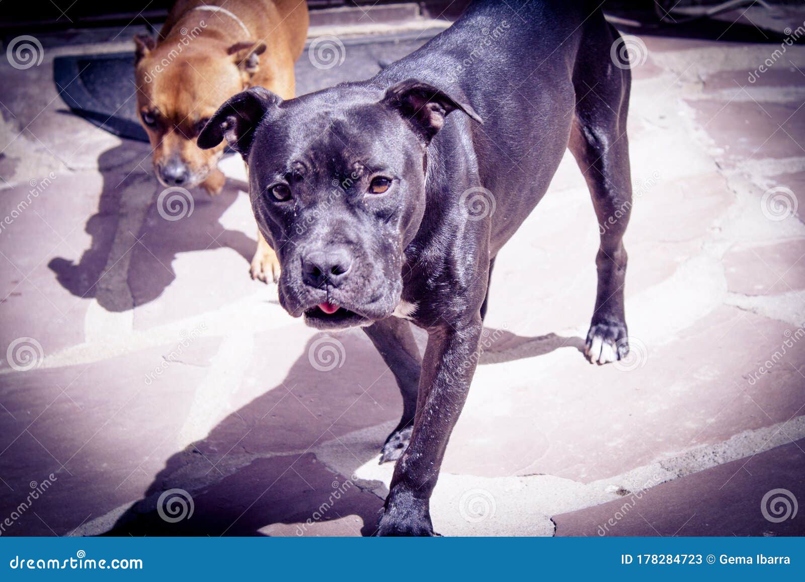 Black Pit Bull Standing in Friendly Attitude Stock Image - Image of ...
