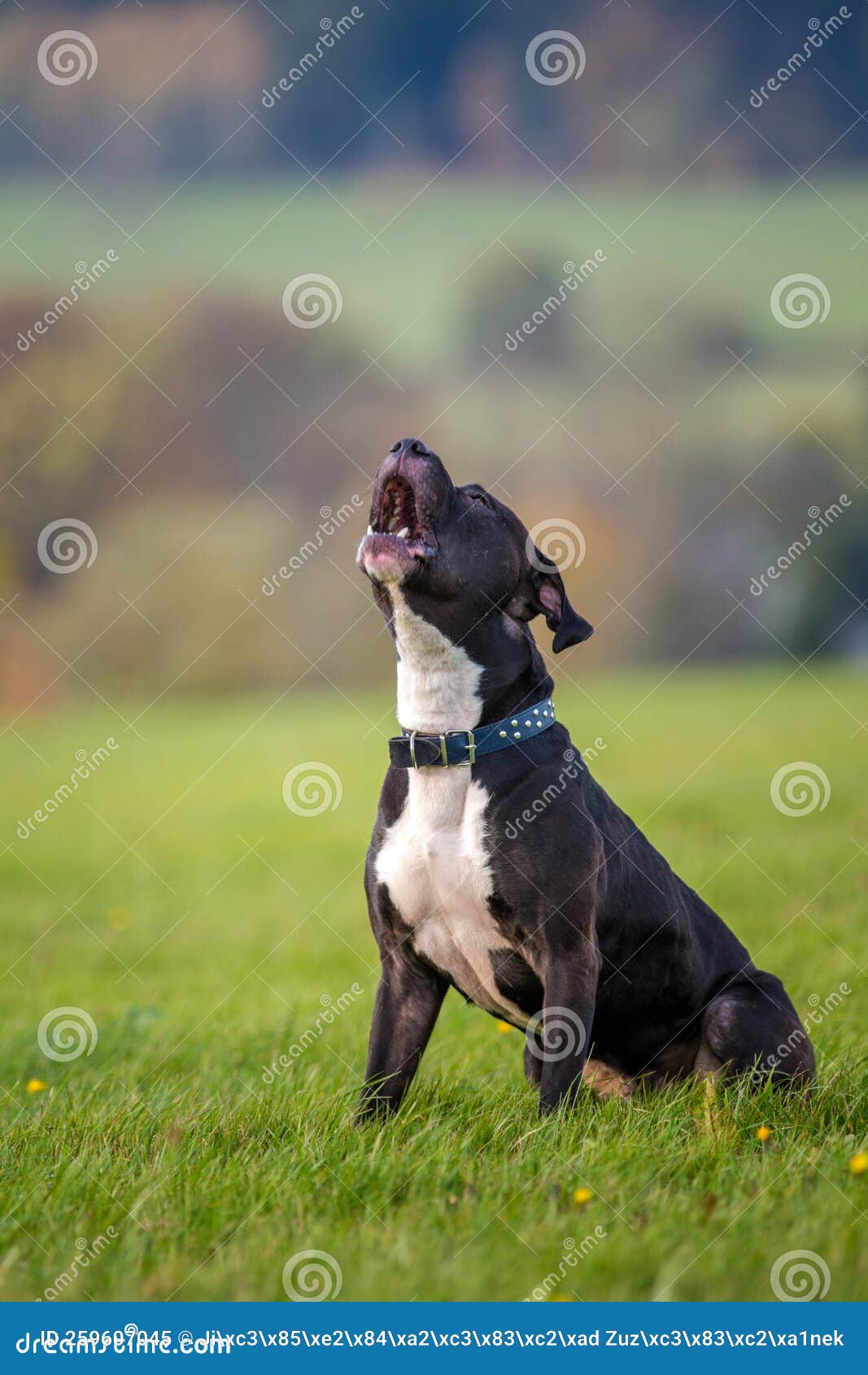 Black Pitbull Terrier Angry Stock Image - Image of portrait, terrier ...