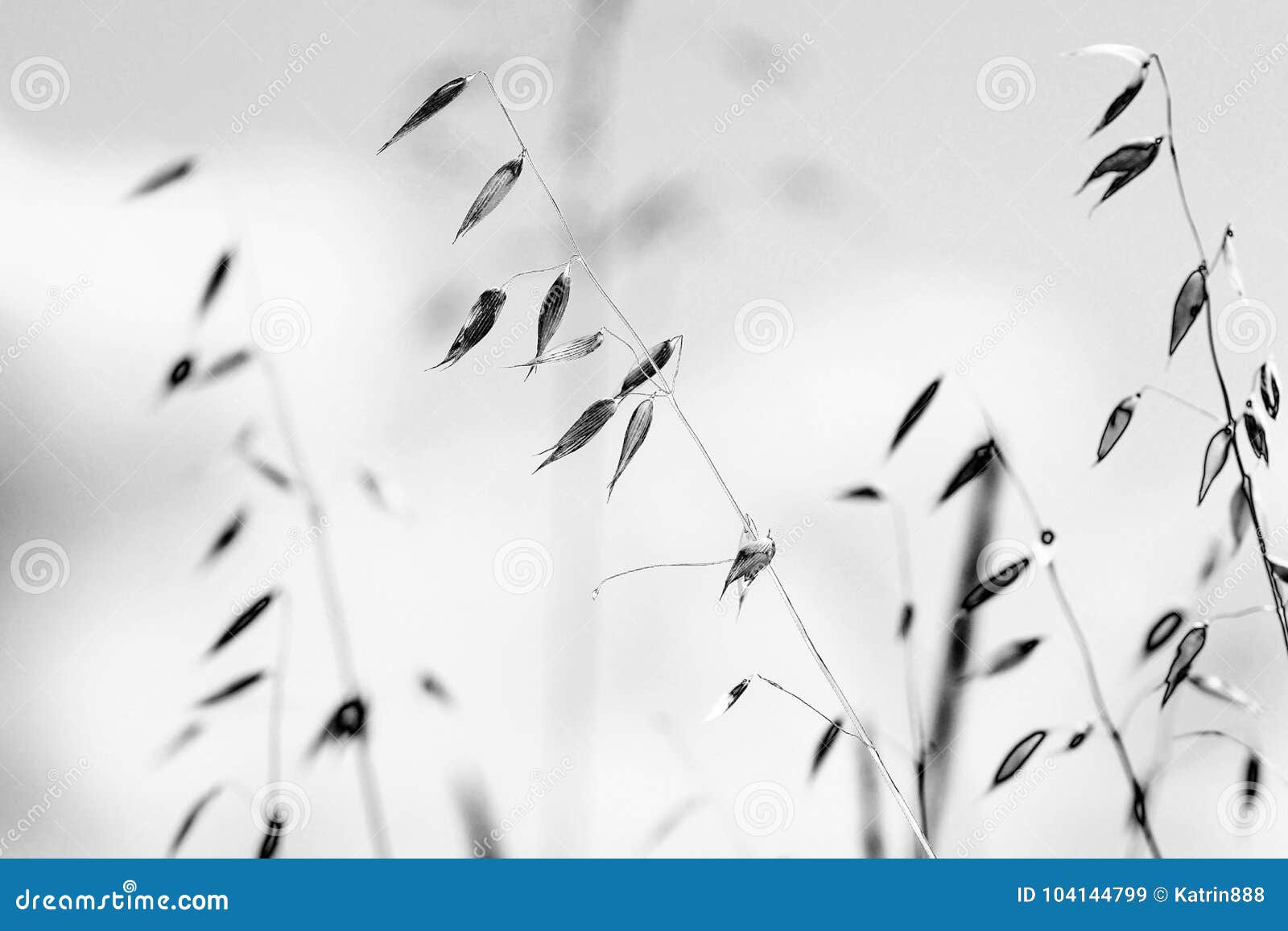 Plants, Solarisation Method of Photography Stock Image - Image of plant ...