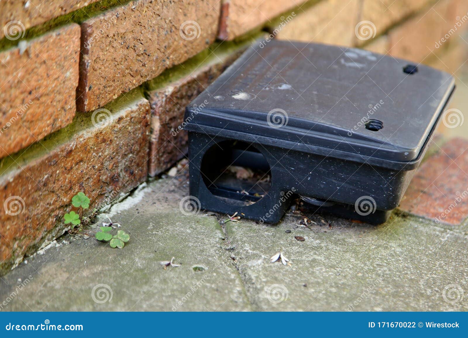 A black plastic rat trap. stock photo. Image of bait - 171670022