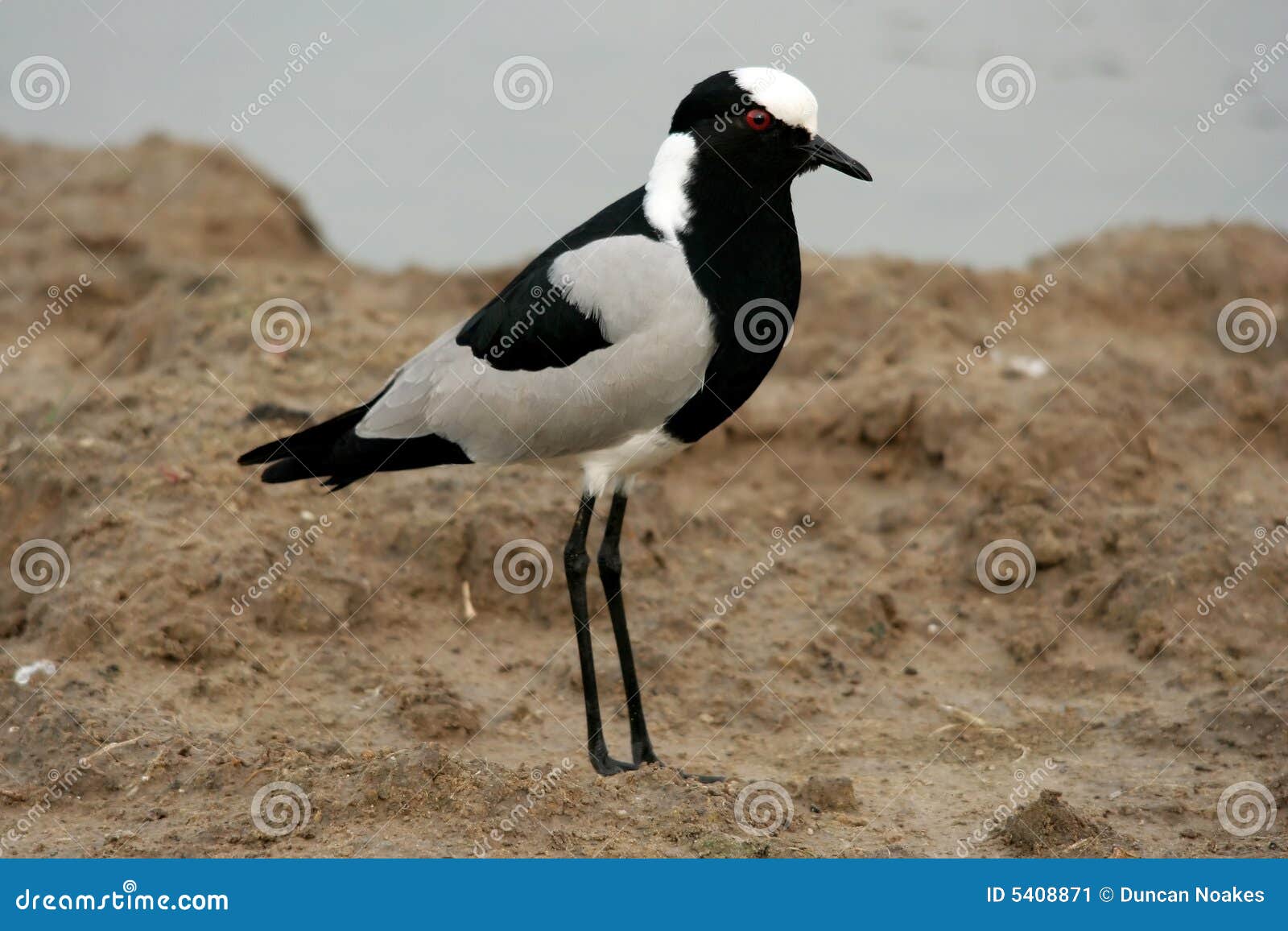 Black Plover Bird stock image. Image of legs, black, ornithology - 5408871