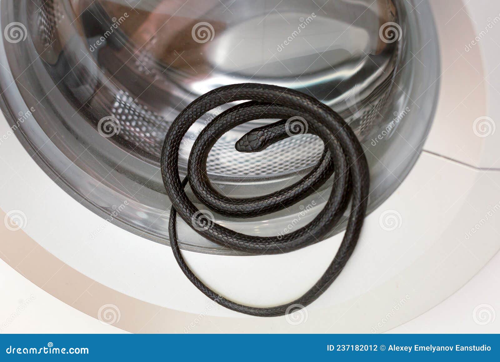 Black Poisonous Snake in the Drum of the Washing Stock Photo - Image of ...