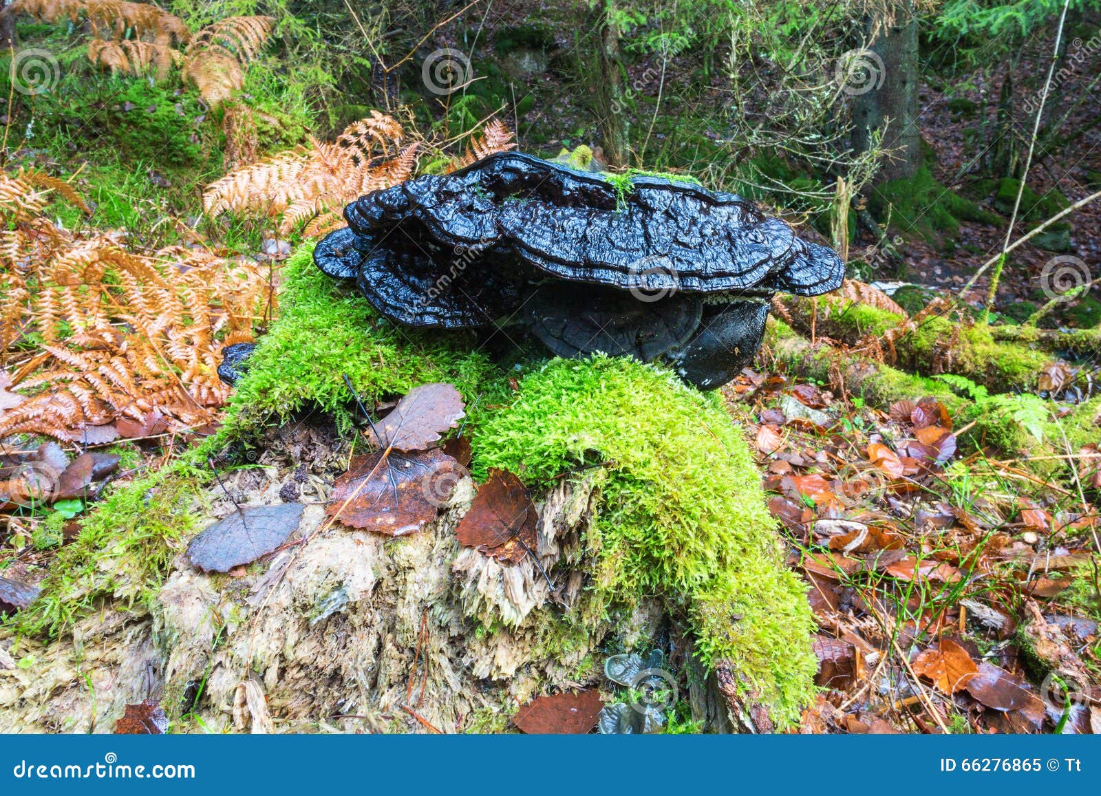 Black polypore mushrooms stock image. Image of plants - 66276865