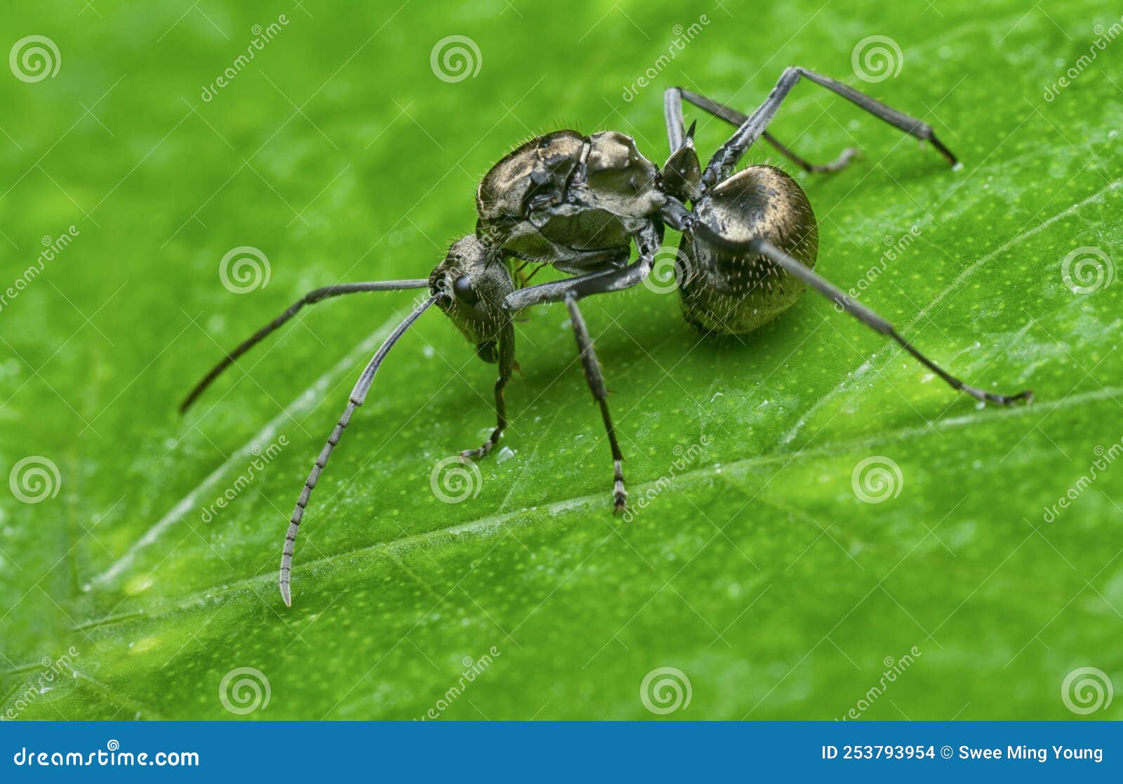 Black Polyrhachis Ant Resting on the Leaves Stock Photo - Image of ...