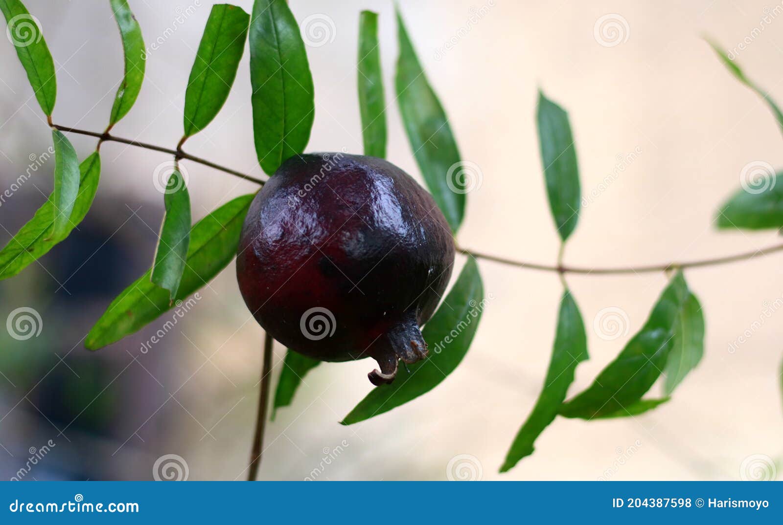 Black Pomegranate stock photo. Image of fresh, healthy - 204387598