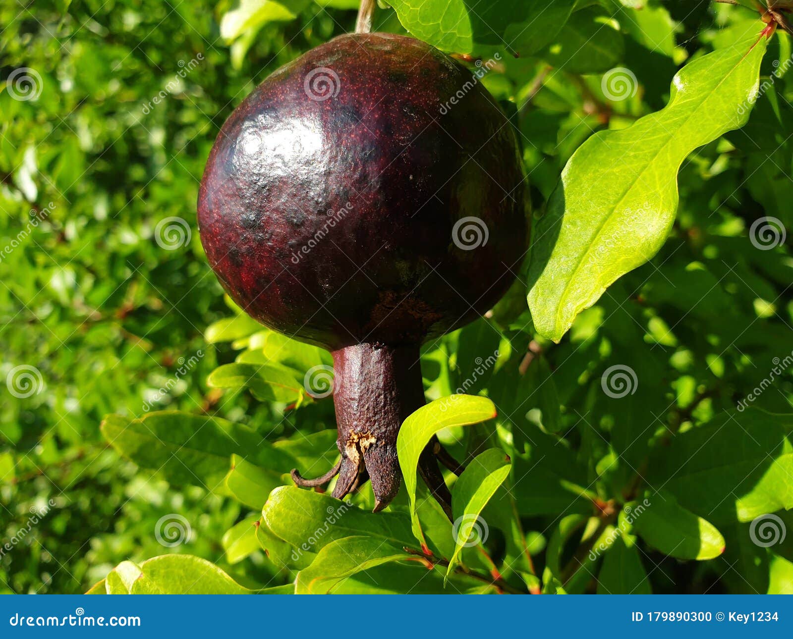 Black Pomegranate Growing on a Tree Stock Photo - Image of fresh ...