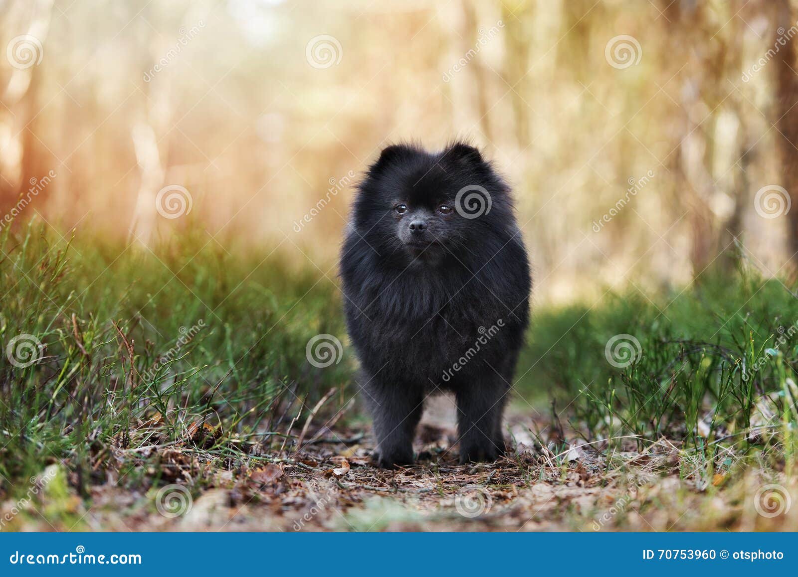 Black Pomeranian Spitz Dog Posing Outdoors Stock Photo - Image of ...
