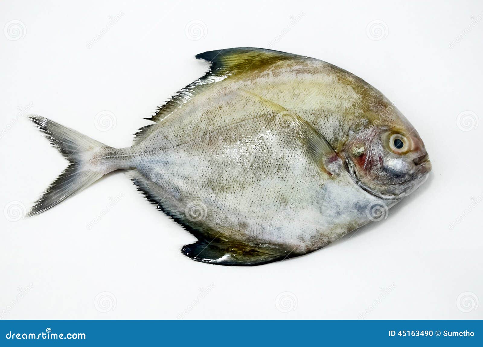 Black Pomfret stock photo. Image of food, meat, animal - 45163490