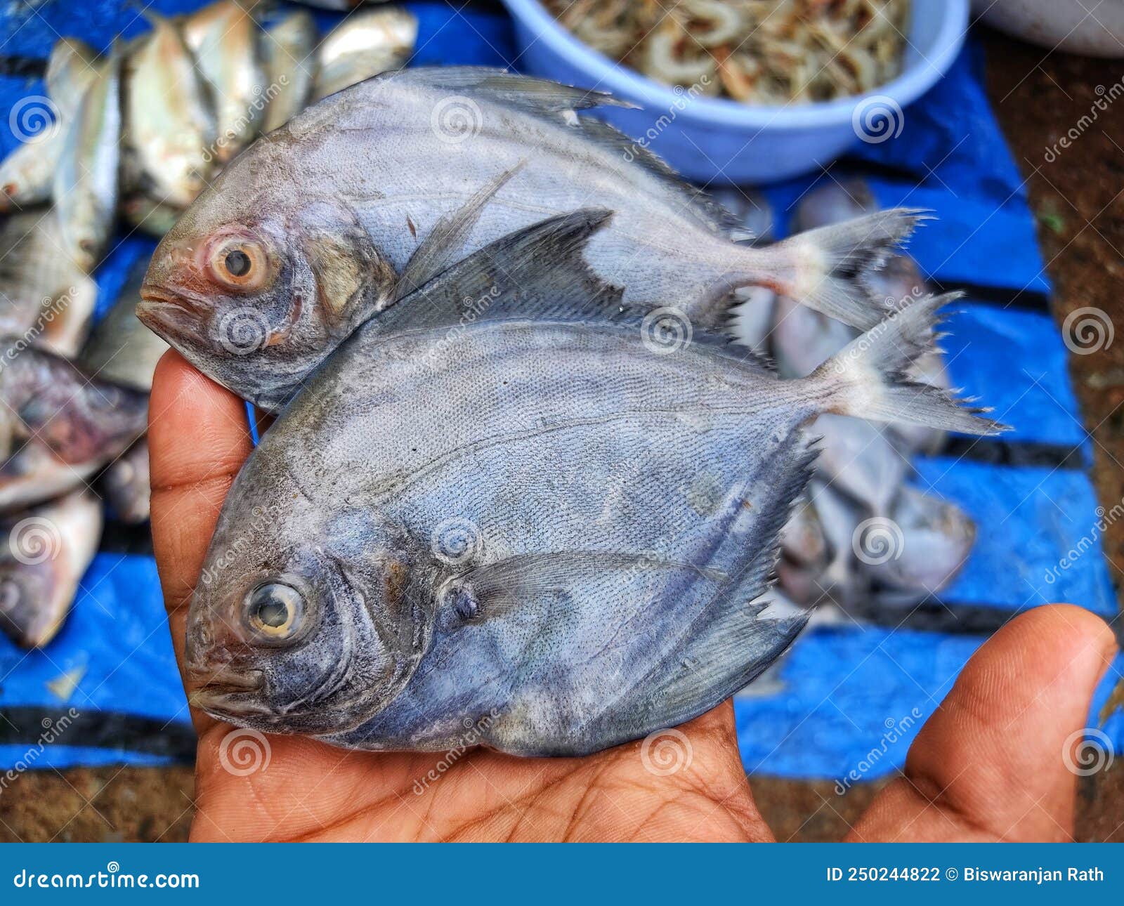 Black Pompret Photos - Free & Royalty-Free Stock Photos from Dreamstime