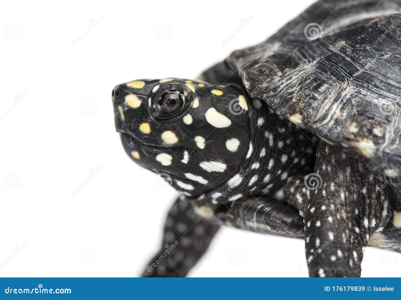 Black Pond Turtle, Geoclemys Hamiltonii, Isolated Stock Image - Image ...