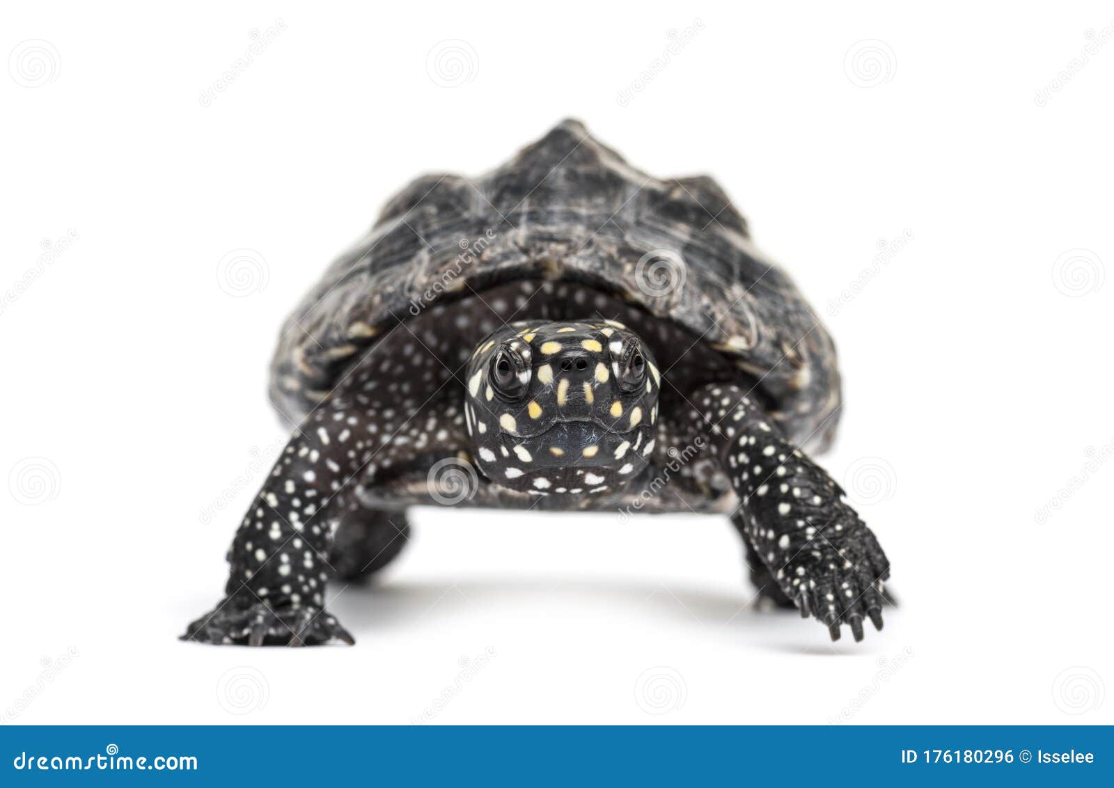 Black Pond Turtle, Geoclemys Hamiltonii, Isolated Stock Photo - Image ...