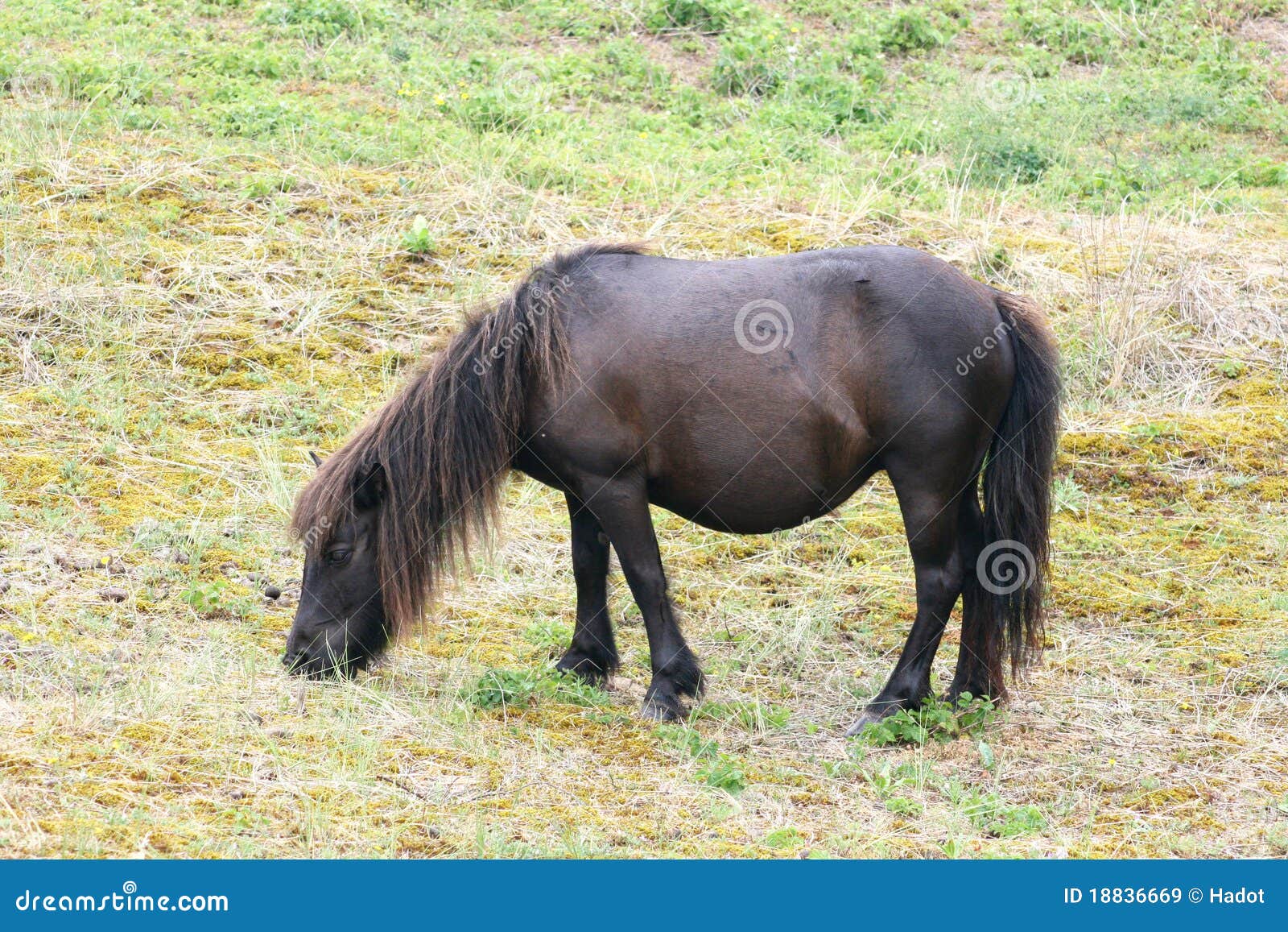 Black pony stock image. Image of black, wildlife, shetland - 18836669