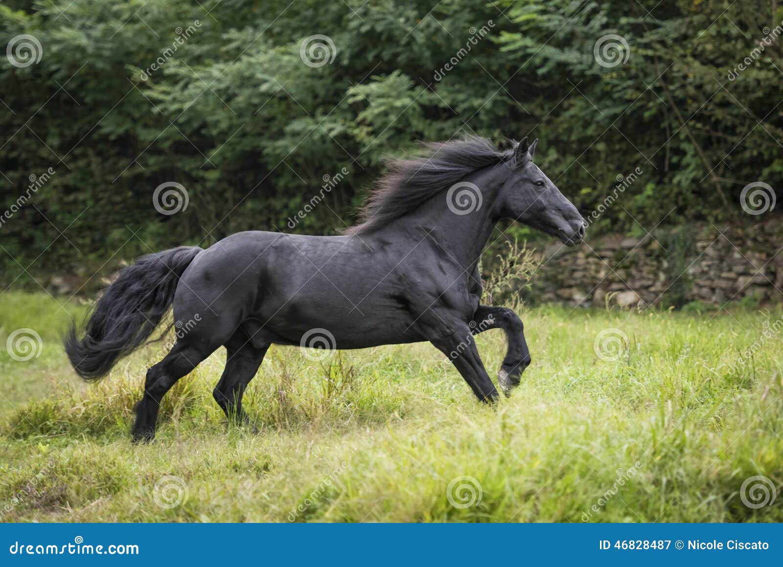 Black pony at gallop stock image. Image of black, horse - 46828487