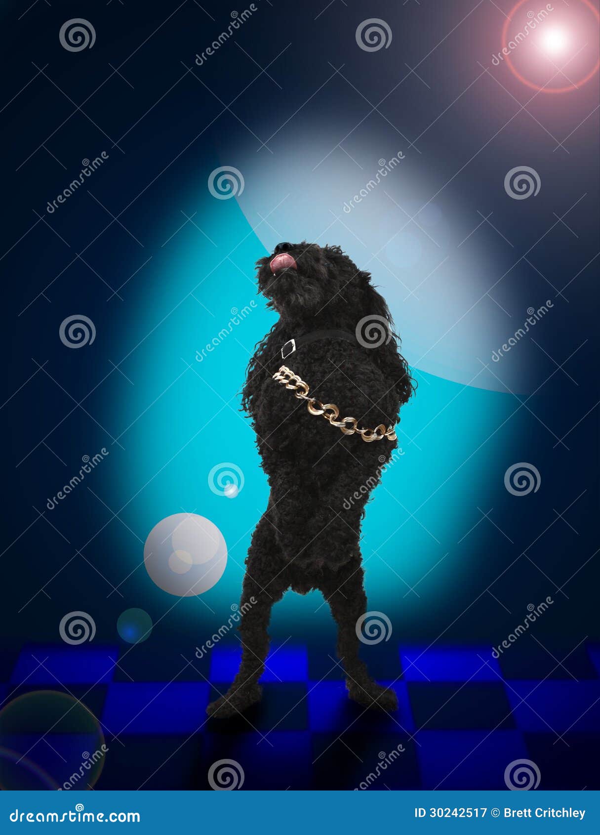 Dancing diso music dog stock image. Image of dances, standing - 30242517
