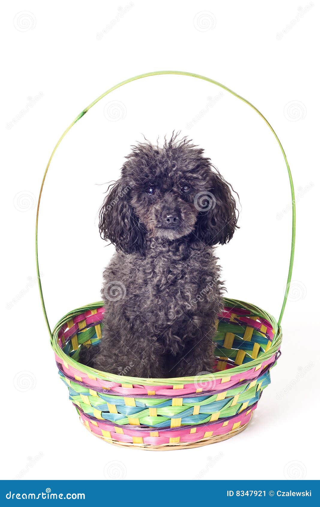 Black Poodle in Easter Basket Isolated Stock Image - Image of animal ...
