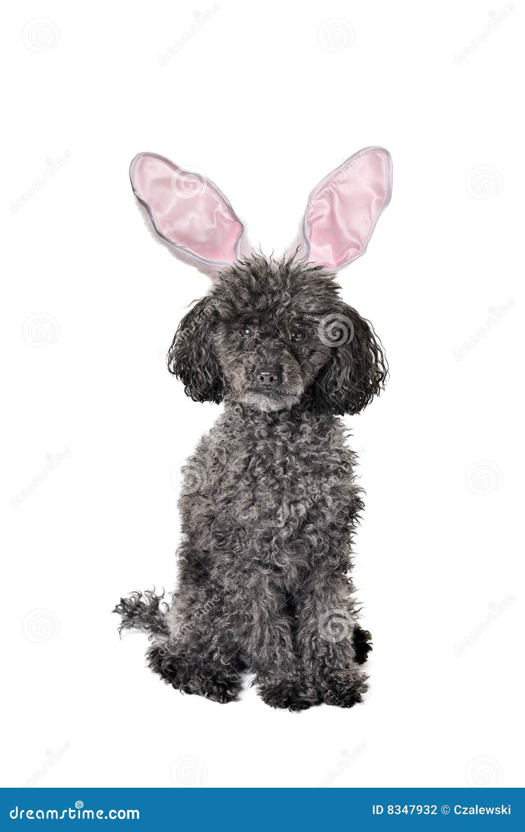 Black Poodle with Easter Bunny Ears Isolated Stock Photo - Image of ...