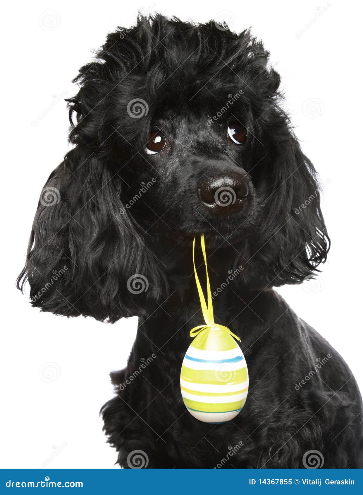 Black Poodle with an Easter Egg Stock Image - Image of doggy, festive ...