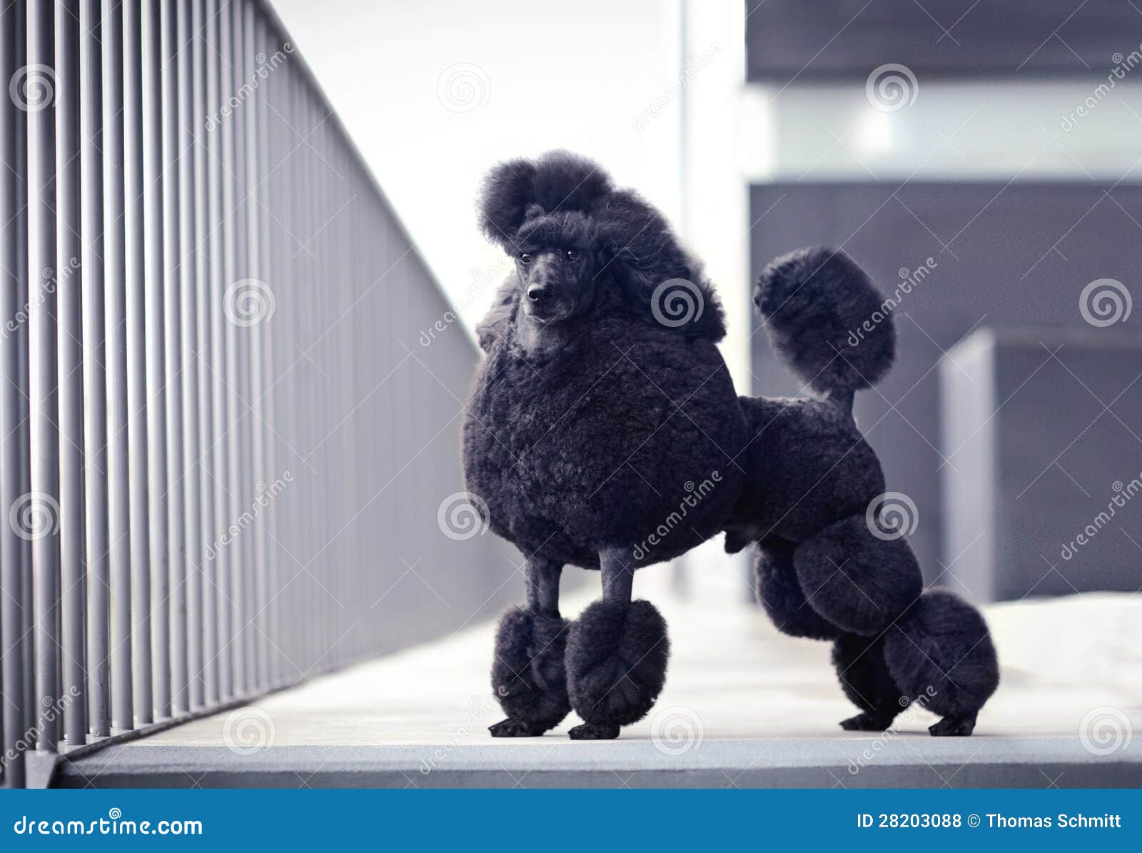Are Male Poodles Aggressive