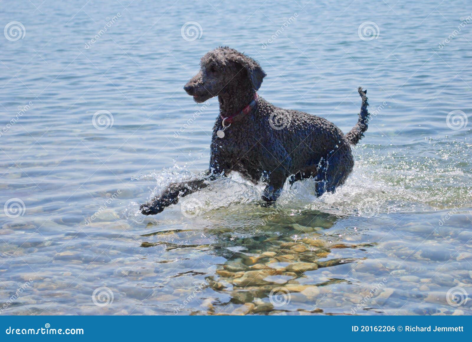 Black Poodle Playing in the Sea Stock Photo - Image of splashing ...