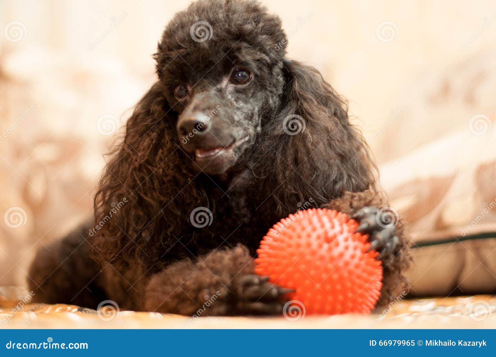 Black Poodle is with a Red Ball Stock Image - Image of ball, poodle ...