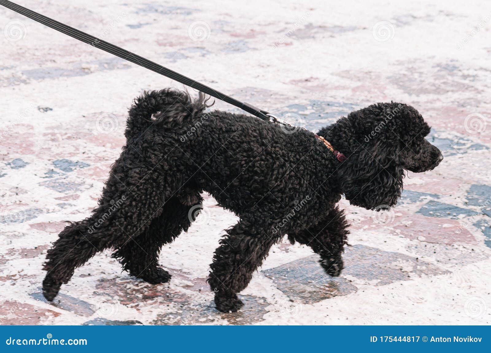 Black poodle on a walk stock image. Image of friend - 175444817