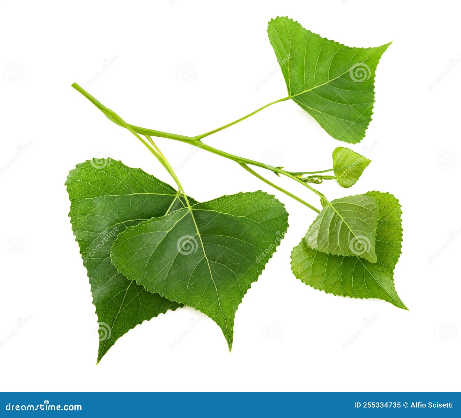 Two Black Poplar, Populus Nigra Stock Photo | CartoonDealer.com #84751500