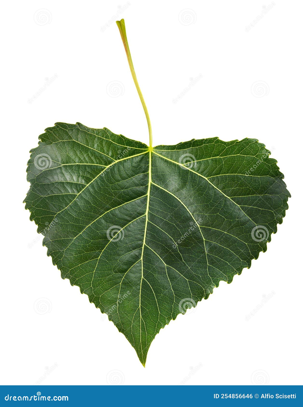 Two Black Poplar, Populus Nigra Stock Photo | CartoonDealer.com #84751500