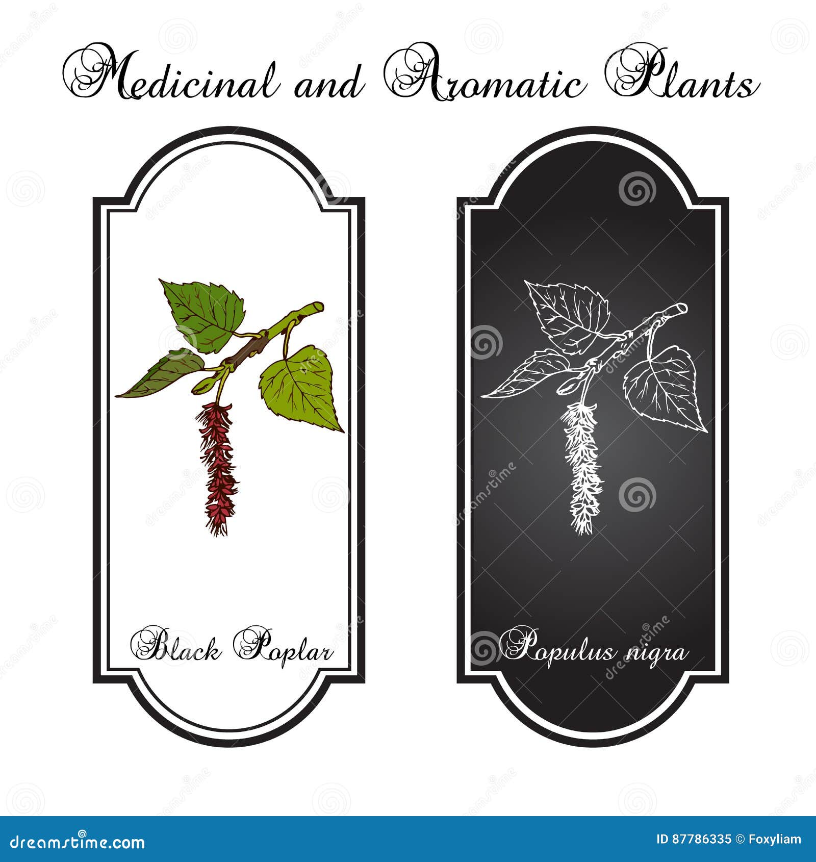 Black Poplar Populus Nigra And Tulip Poplar Liriodendron Tulipifera ...